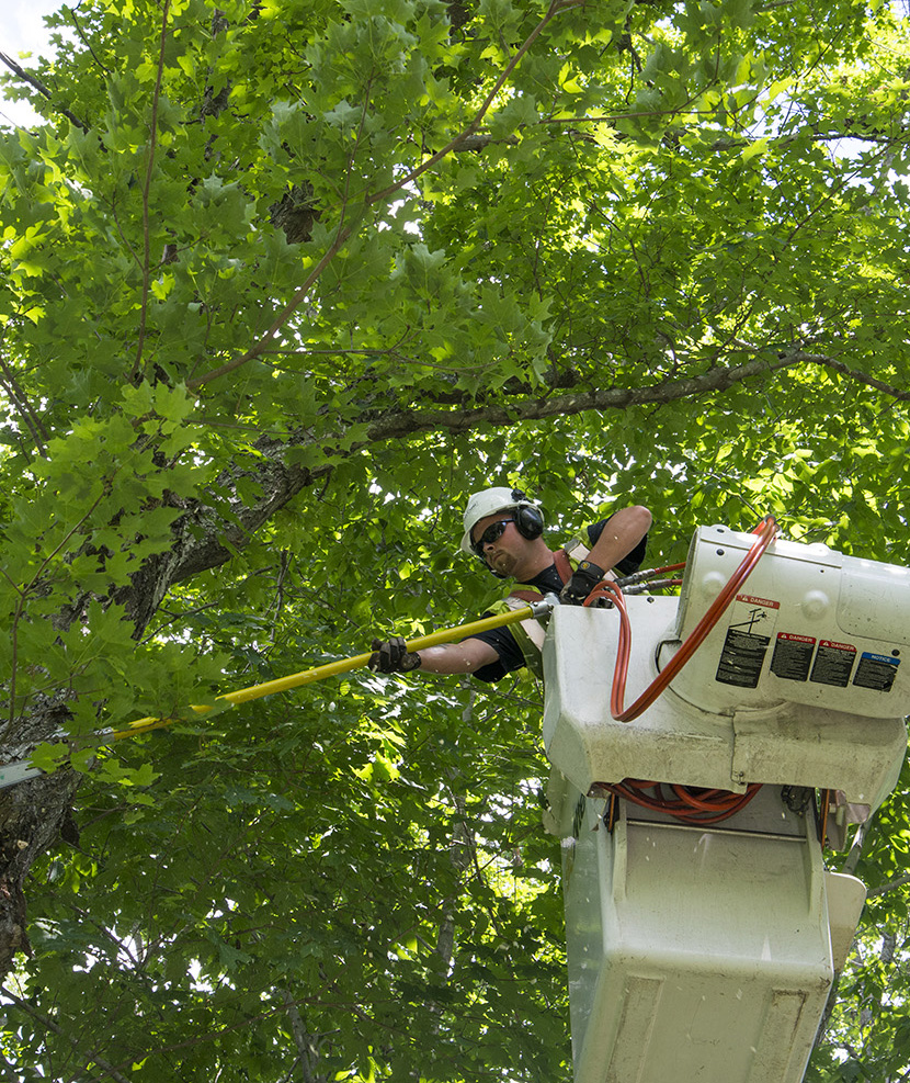 Find a Tree Contractor - Residential - New Hampshire Electric - Liberty
